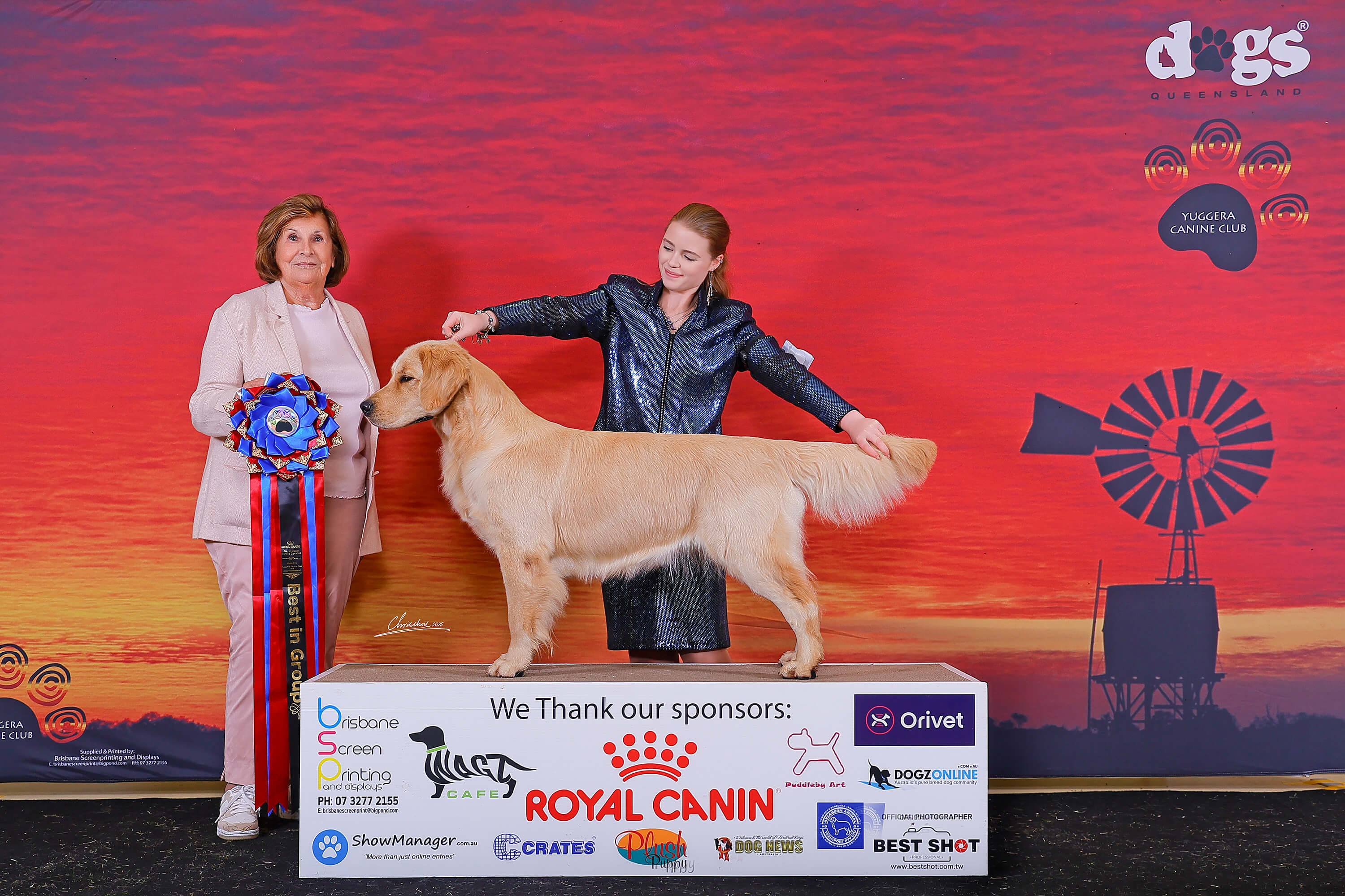 Aust Ch GoldMartini Killer Queen Golden Retriever - Owned by C Keast ...