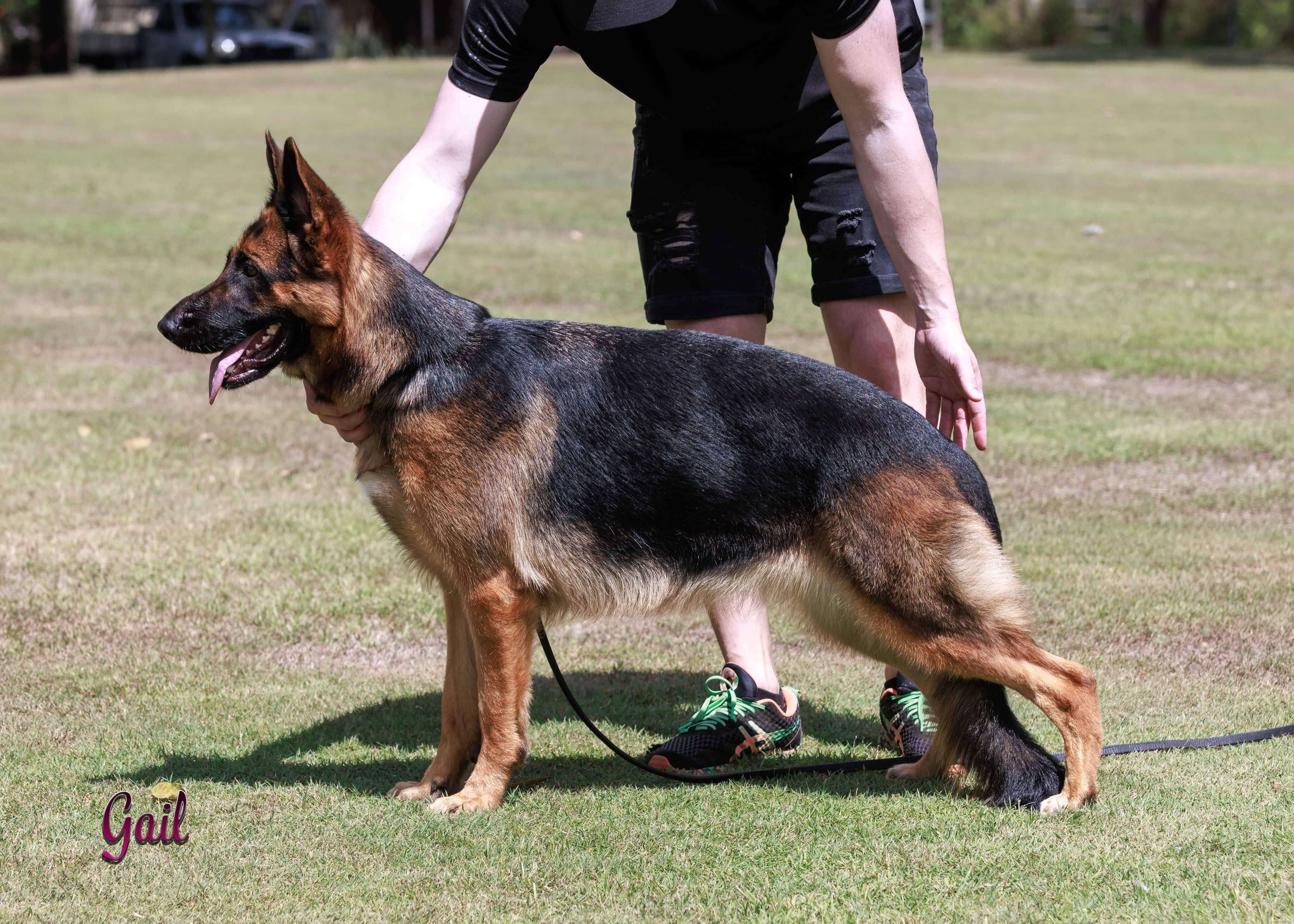 Alezan Que Sera Sera A Z German Shepherd Dog - Owned by Sarah ...