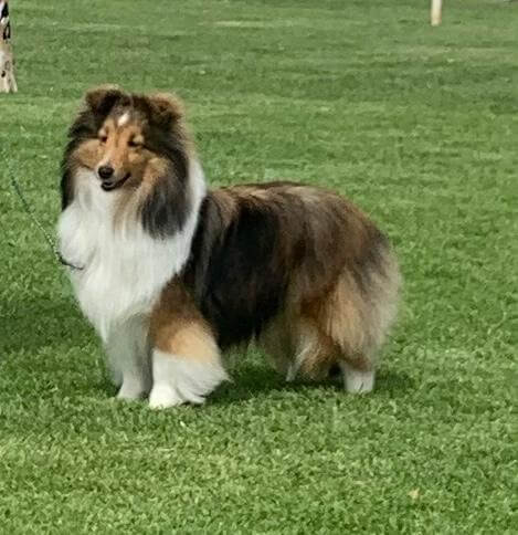Aust Ch Neut Ch Montage Amazing Grace RN Shetland Sheepdog - Owned by ...