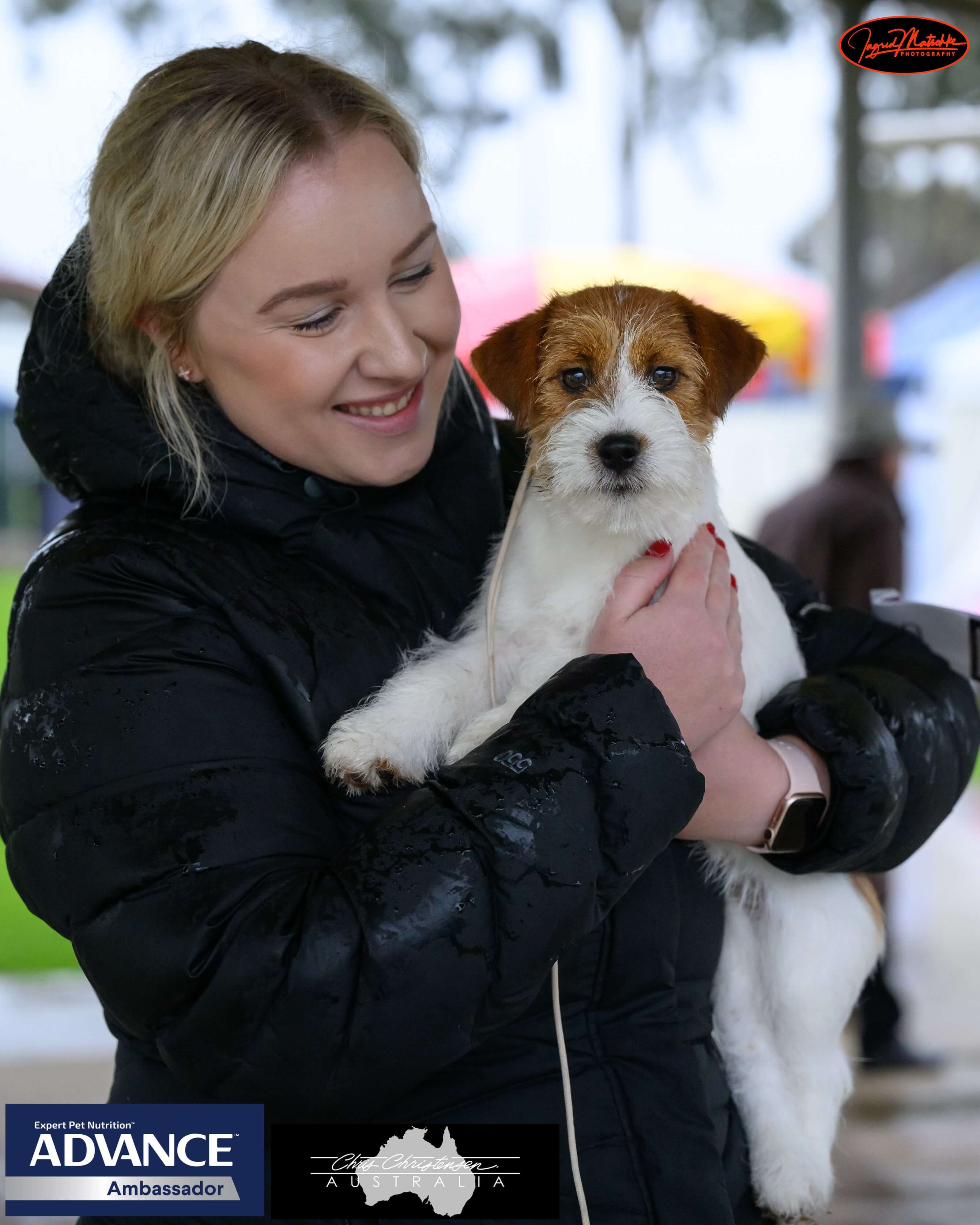 Clayco The Side Hustle Jack Russell Terrier - Owned by Mrs R Taylor ...