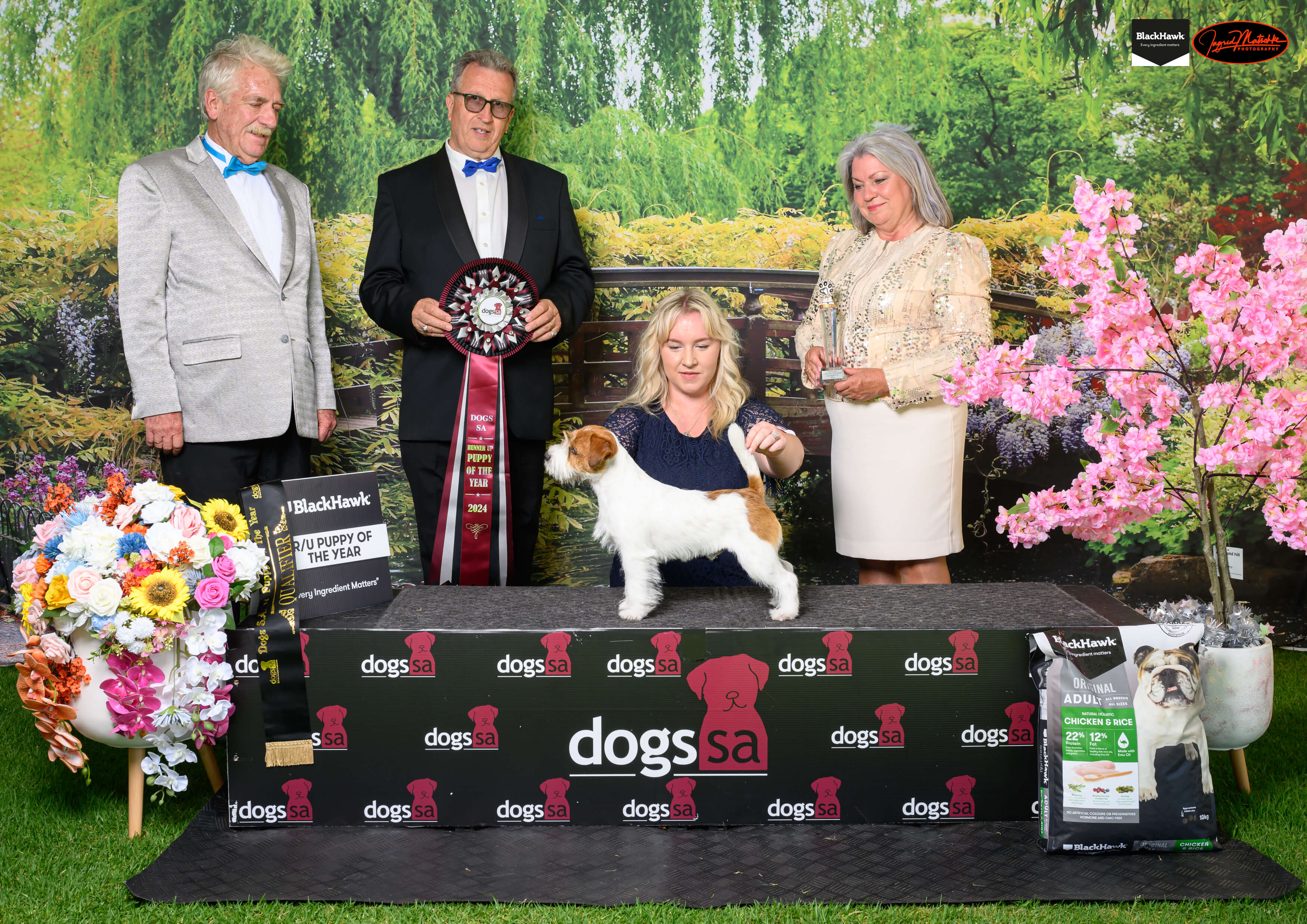 Clayco The Side Hustle Jack Russell Terrier - Owned by Mrs R Taylor ...