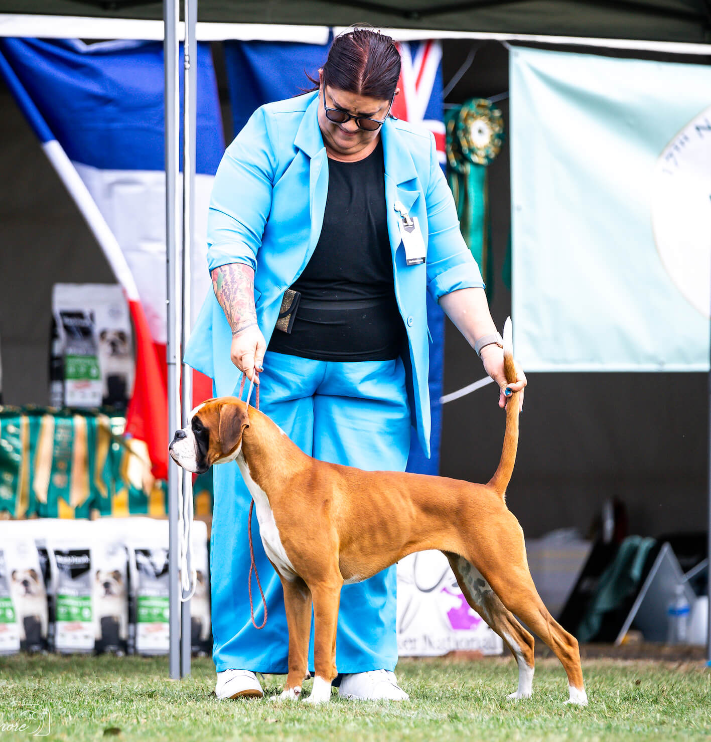 Boxabits Love Diva Boxer - Owned by Lisa Crosbie