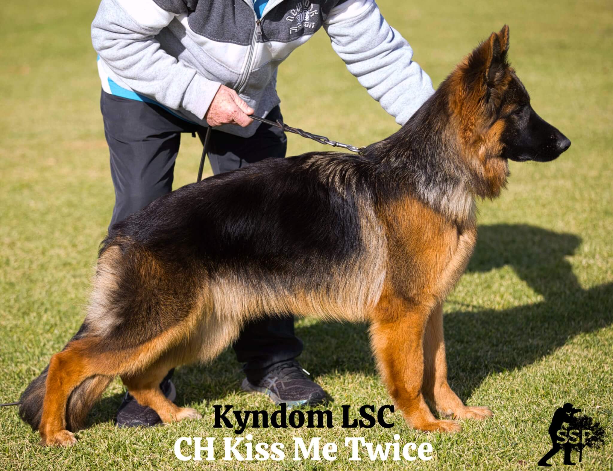 Aust Ch Kyndom Kiss Me Twice German Shepherd Dog (Long Stock Coat ...