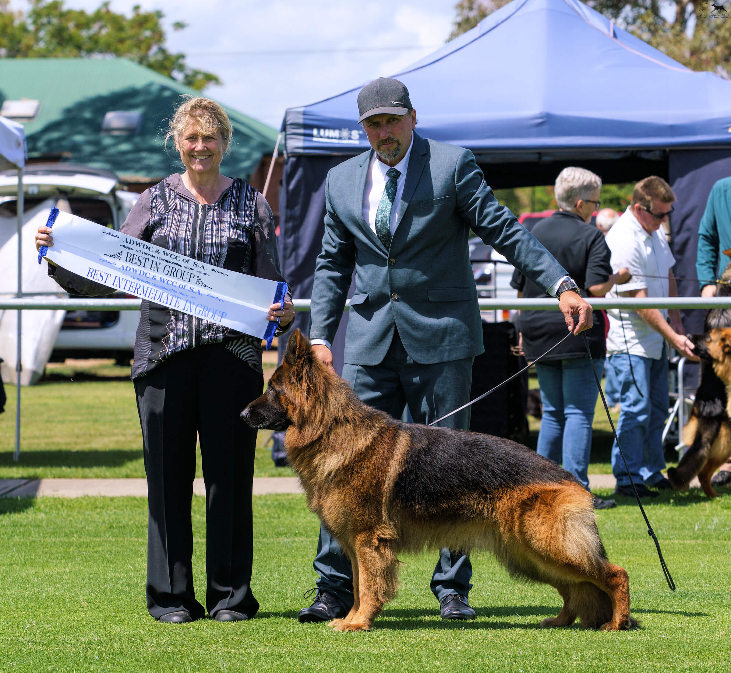 Aust Gr Ch Kyndom Lets Flex German Shepherd Dog (Long Stock Coat ...