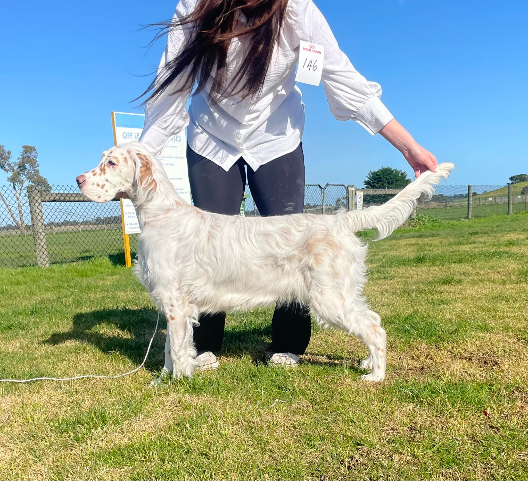 Whimsily Heart Of Italy English Setter - Owned by Gemma Sheehy