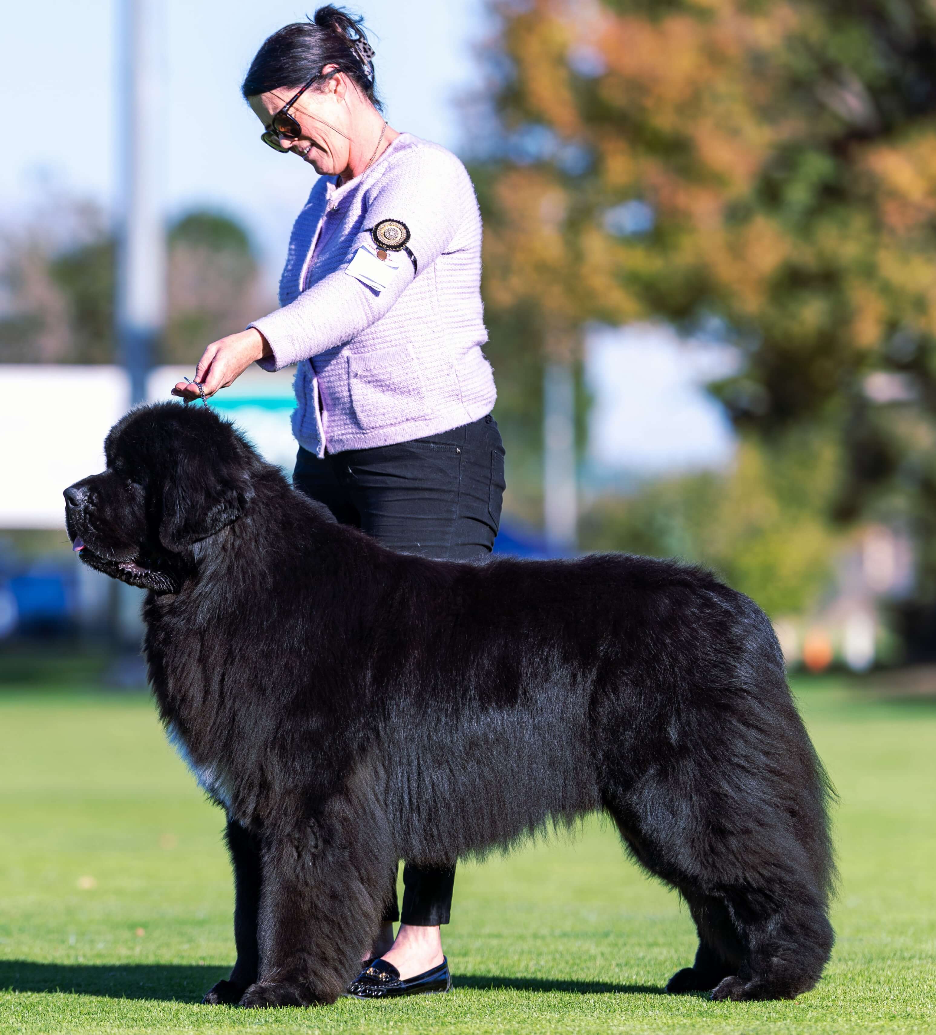 Aust Ch Happybear In It To Win It(AI) Newfoundland - Owned by Natasha Ryan