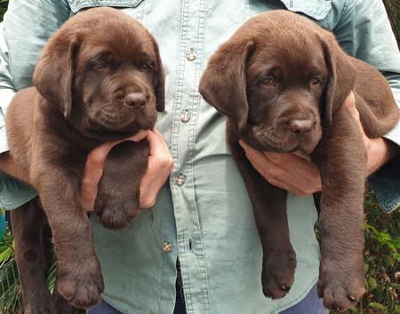 Labrador Retriever Puppies for Sale, QLD