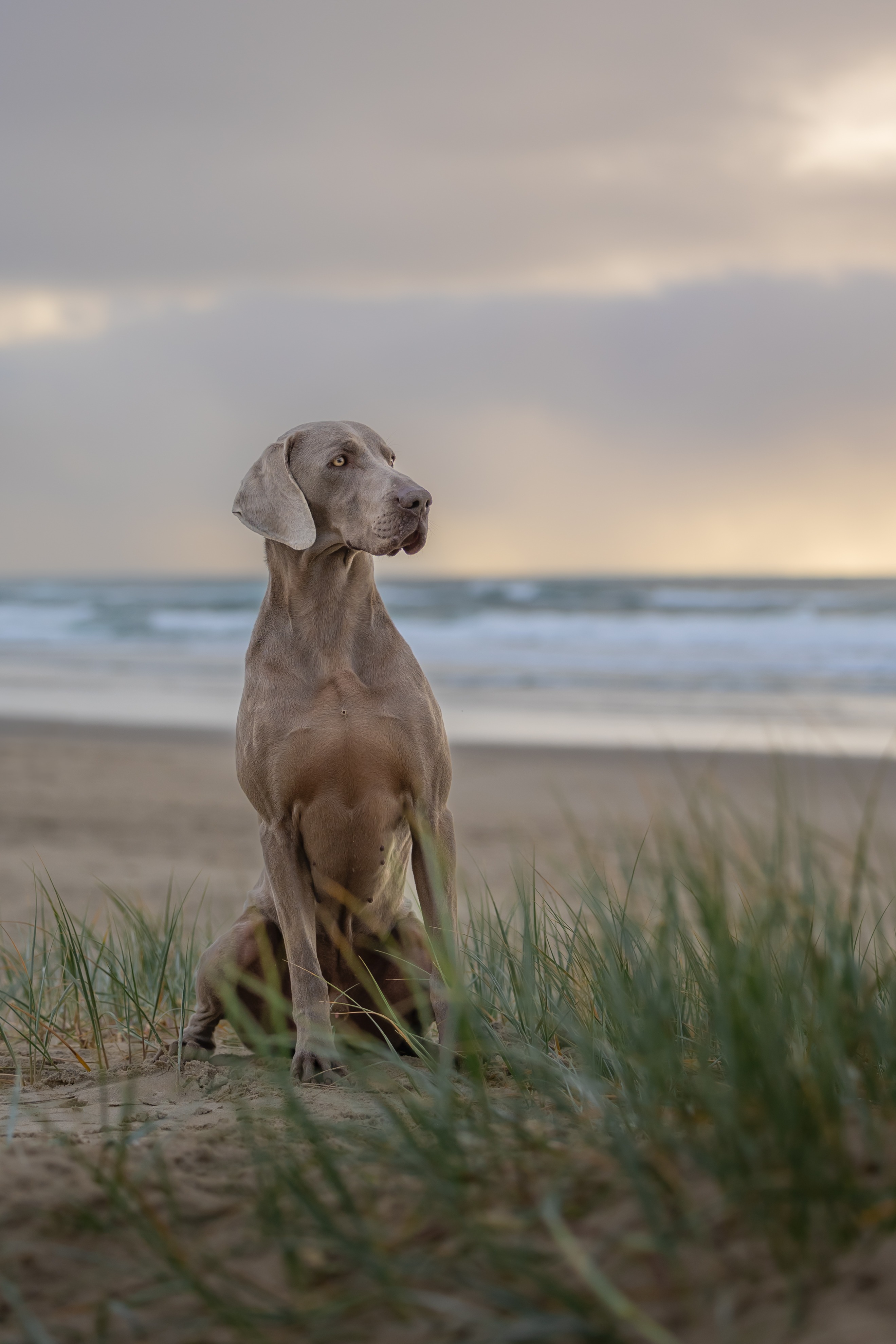 Aust Ch Weisact Pick Your Poison Weimaraner - Owned by Craig & Angela Tulk