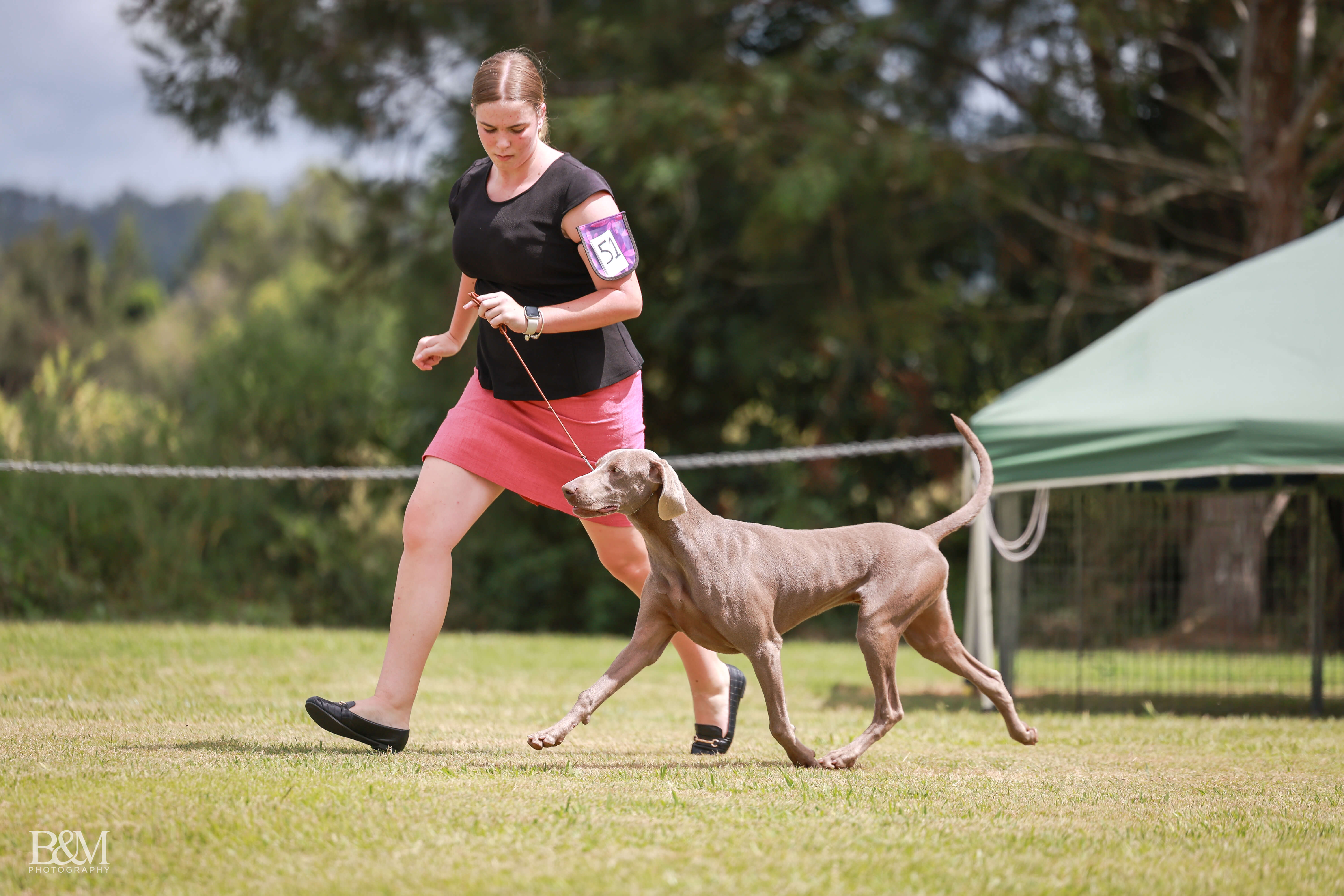 Weisact Quizzical Charm Weimaraner - Owned by Mr C & Mrs A Tulk