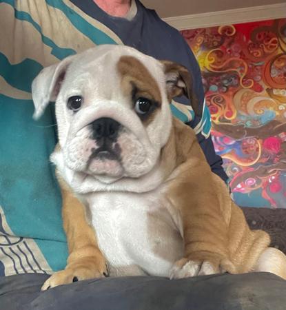 British Bulldog Puppies for Sale