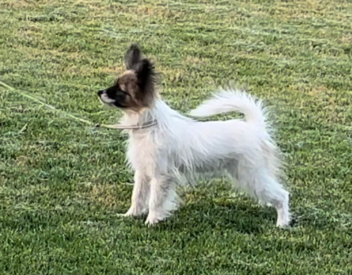 Gracepol Astonishing Legacy Papillon - Owned by Jessica Mortensen