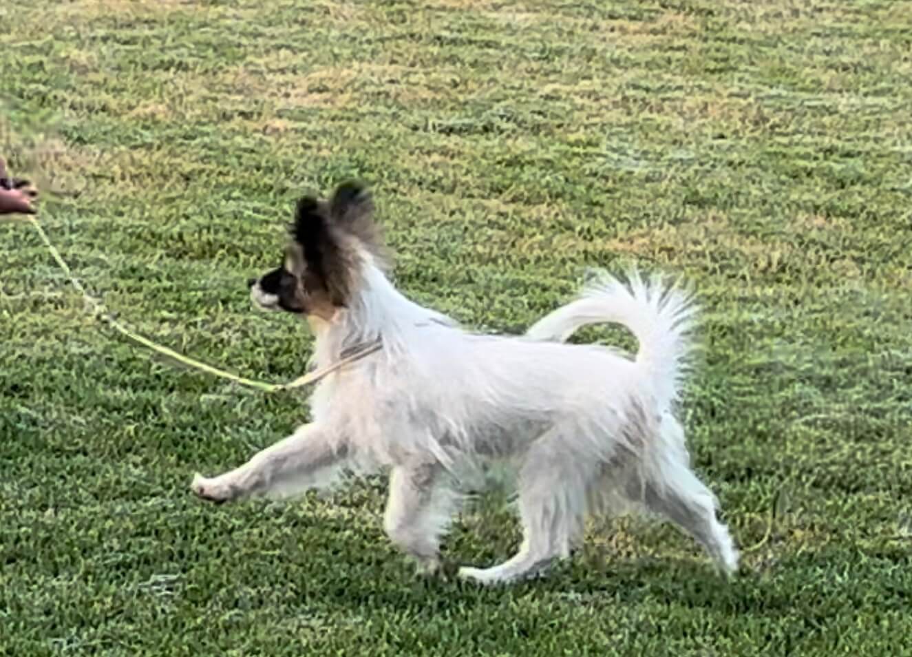 Gracepol Astonishing Legacy Papillon - Owned by Jessica Mortensen