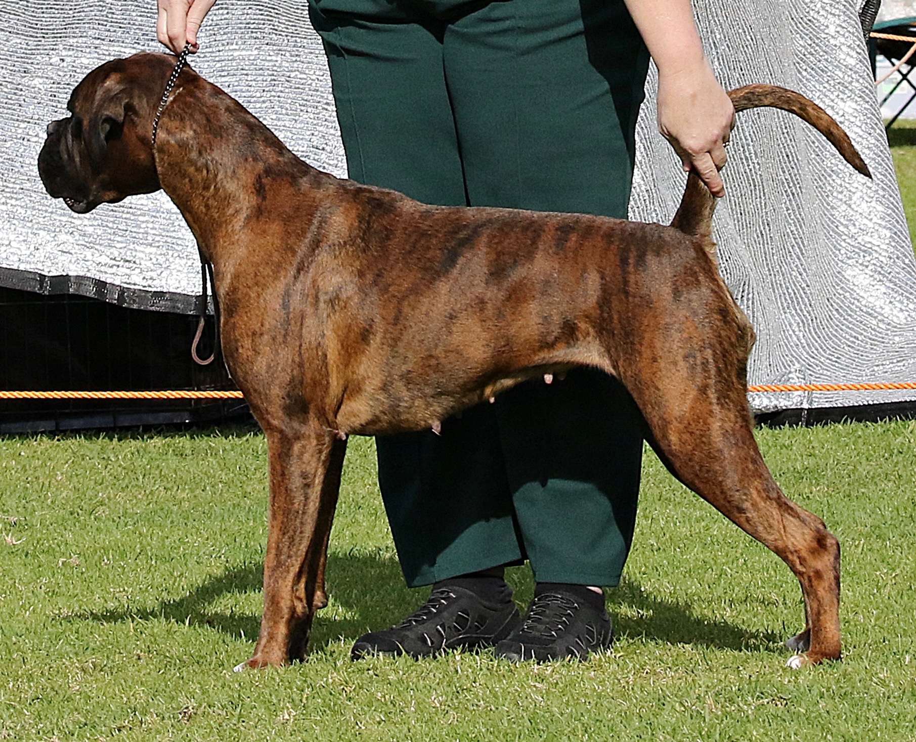 Aust CH Jaksamlee Not Sweet Like Kandy Boxer - Owned by Kathryne Winn