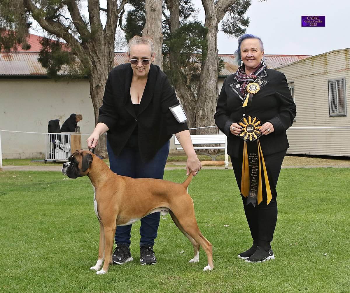 Neuter Ch Boyer Dragon Attack (Ai) Boxer - Owned by Kathryne Winn
