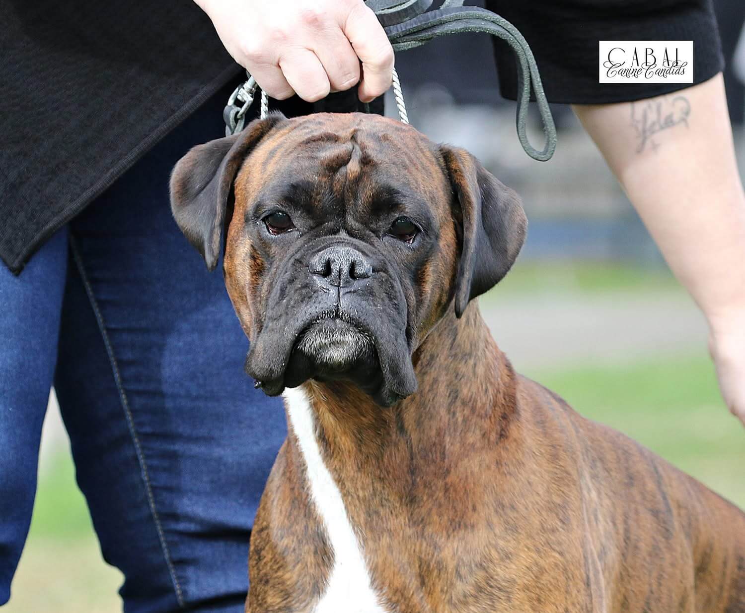 Aust CH Jaksamlee Not Sweet Like Kandy Boxer - Owned by Kathryne Winn