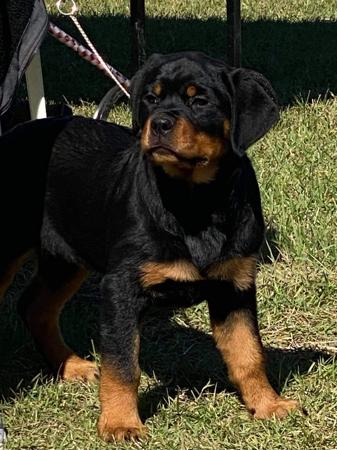 Rottweiler Puppies for Sale