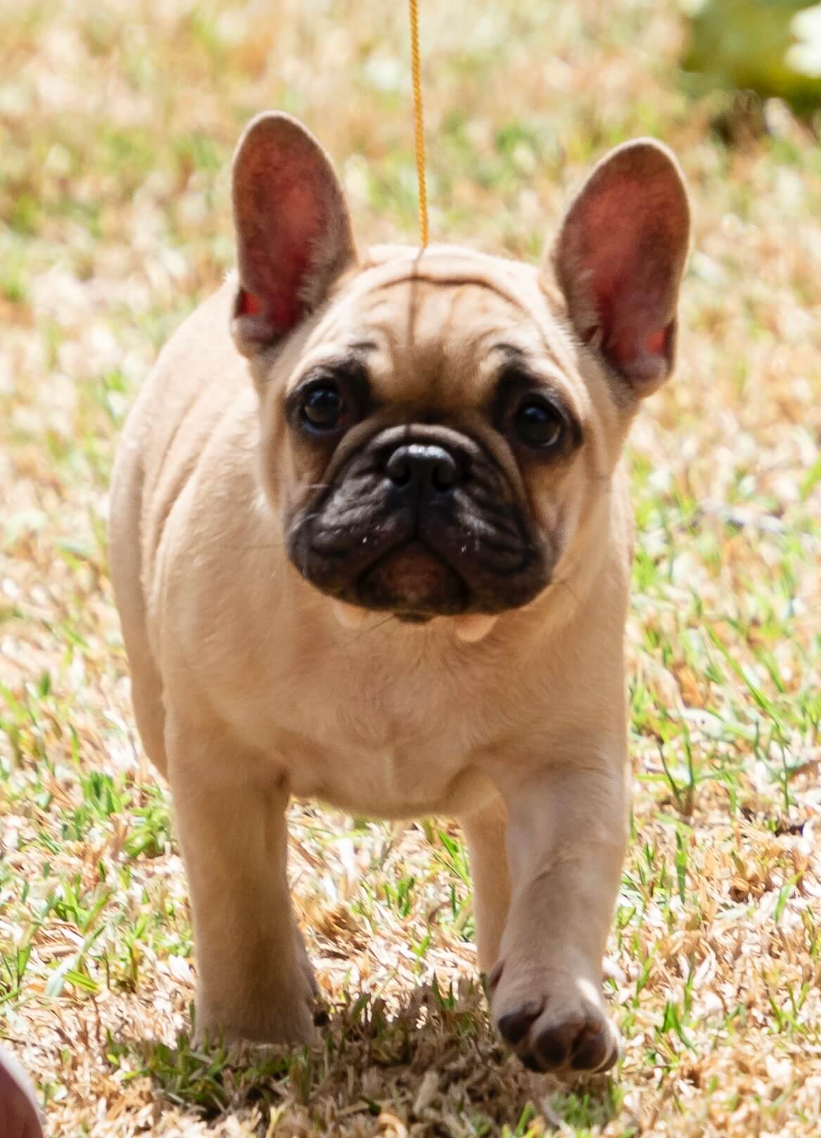 Meinrad Devils Deva French Bulldog - Owned by Deborah Rodgers