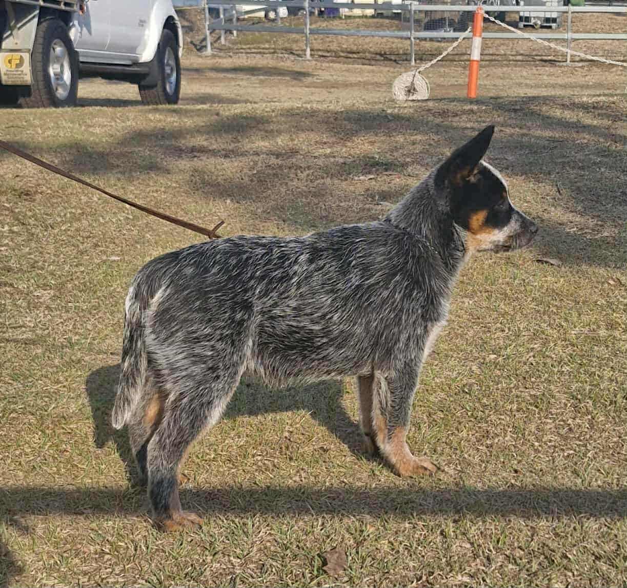 Belljacks Spice Ov Life Australian Cattle Dog - Owned by S & K Whyatt