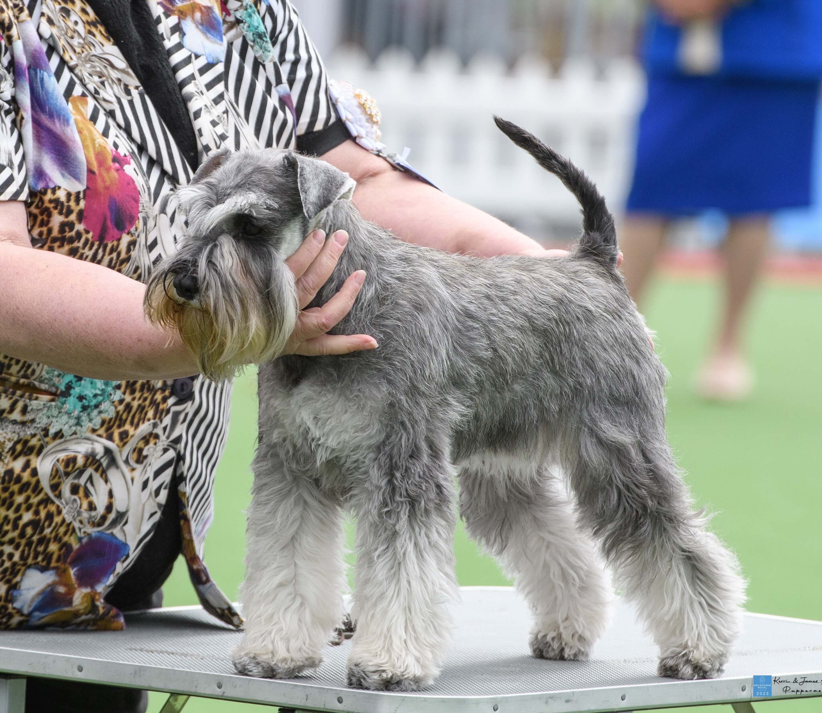 Kieree Love Is A Battlefield Schnauzer (Miniature) - Owned by Kim Strahan
