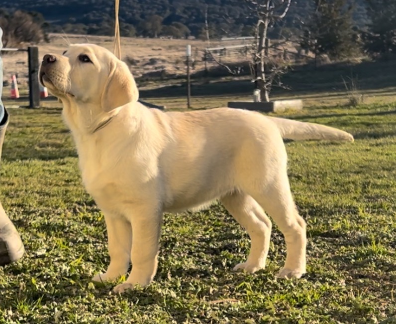Ellsnick Prima Domina Labrador Retriever - Owned by Mrs K Nicholls
