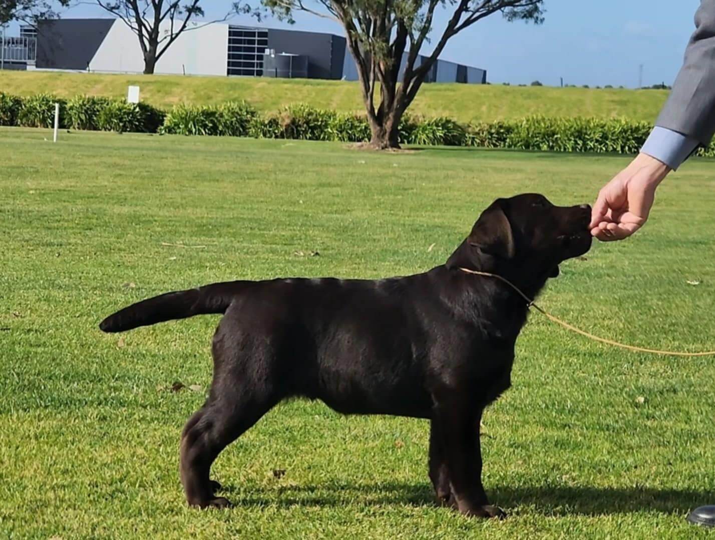 Morndew Royal Ember (AI) Labrador Retriever - Owned by H B Vardon