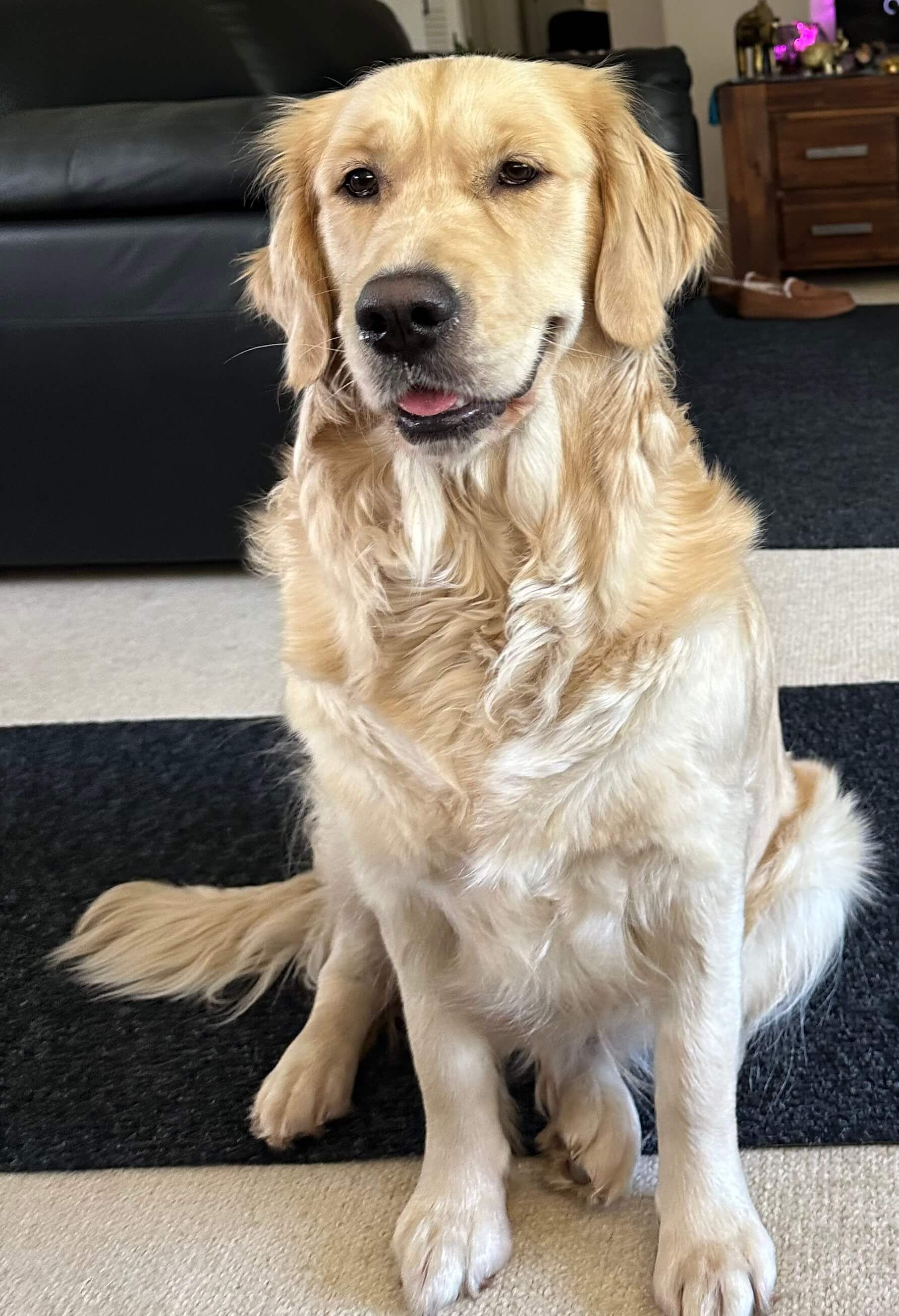 Goldendolema Enchanted Golden Retriever - Owned by Colleen Baker