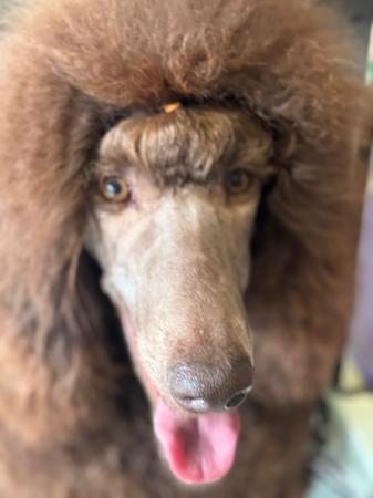 Standard Poodle Old Dogs for Sale