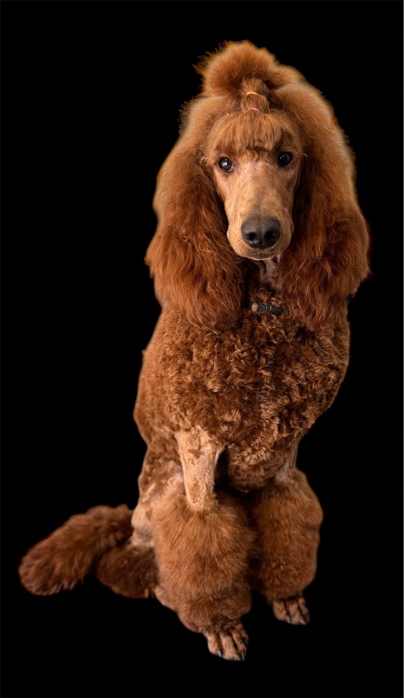 Beloved Clark Gable-F (Imp Ita) Poodle (Standard) - Owned by Mr S Peat