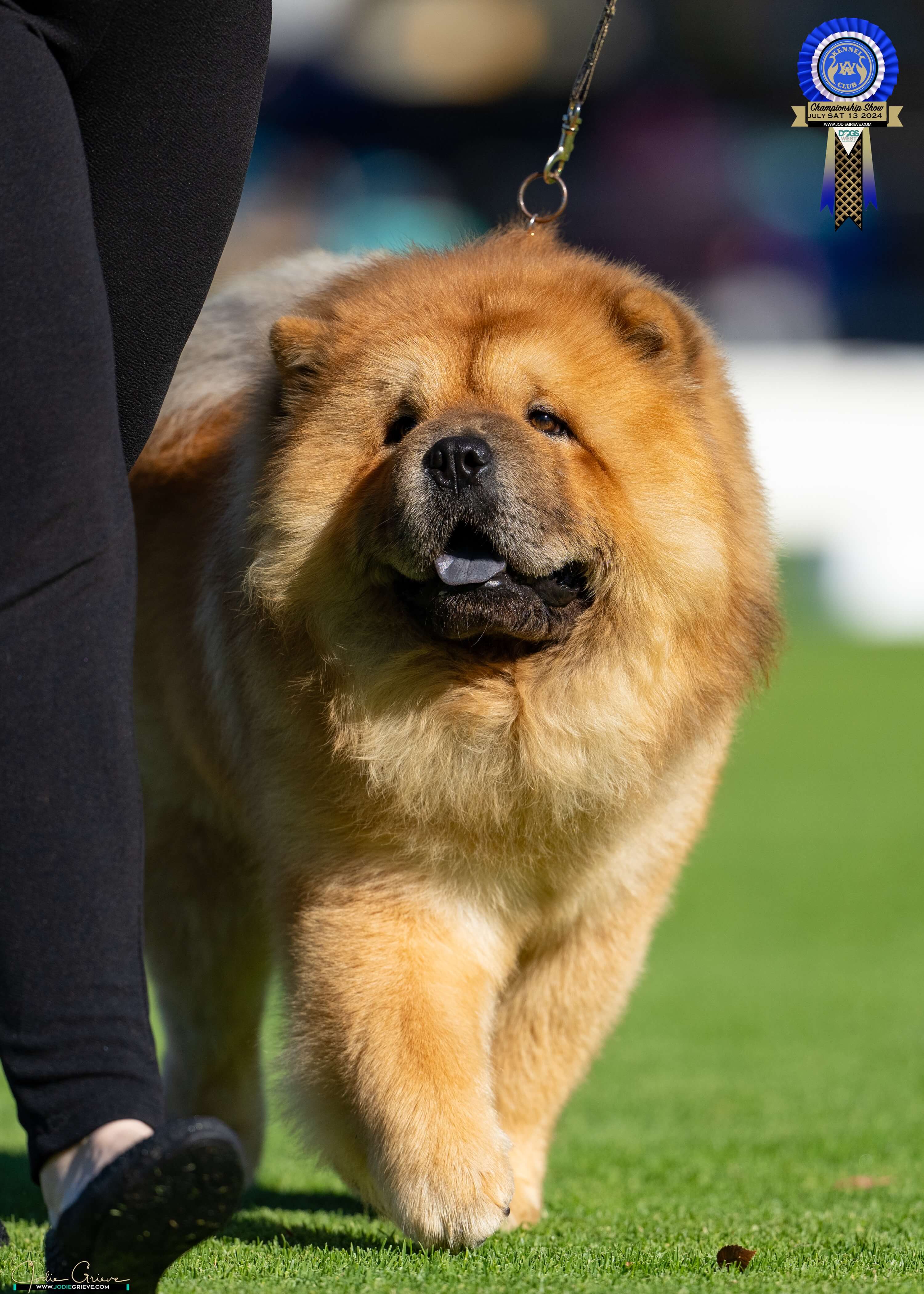 Aust Ch. Sherae Red Moon Spirit Dragon (ai) Chow Chow - Owned by N Rhodes