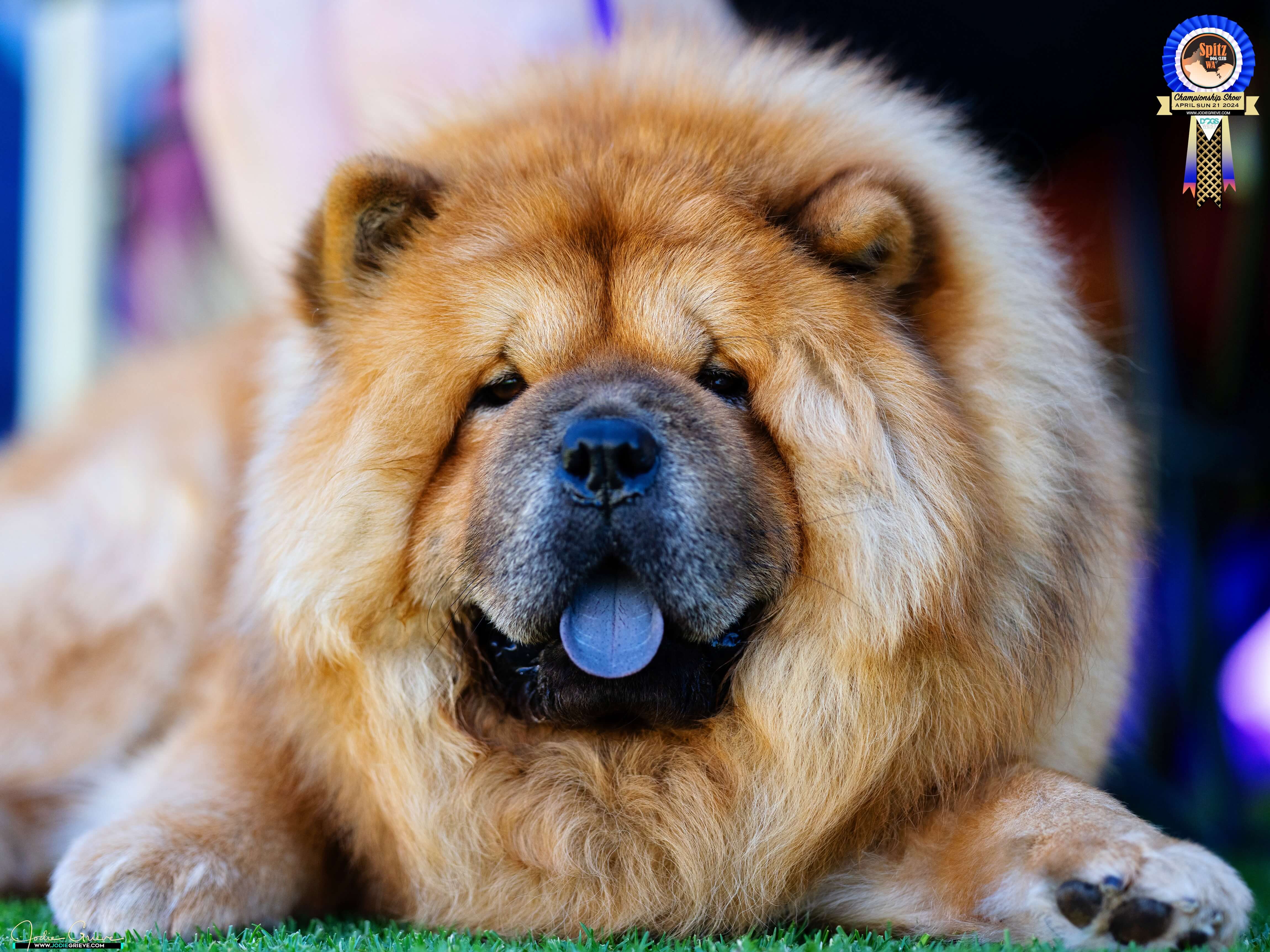 Aust Ch. Sherae Red Moon Spirit Dragon (ai) Chow Chow - Owned by N Rhodes