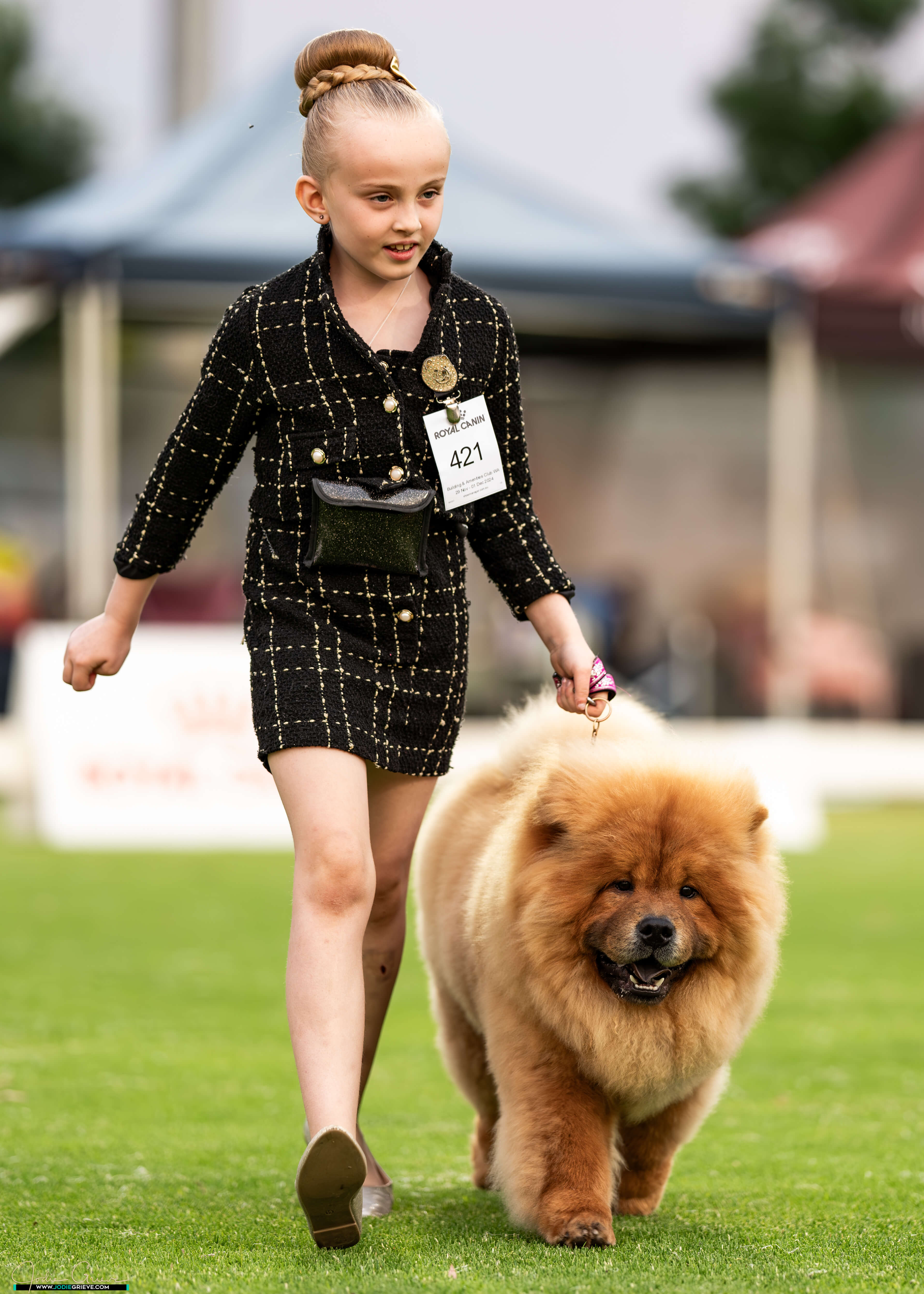 Sherae Claudes A Warrior (AI) Chow Chow - Owned by Sherae Kennels