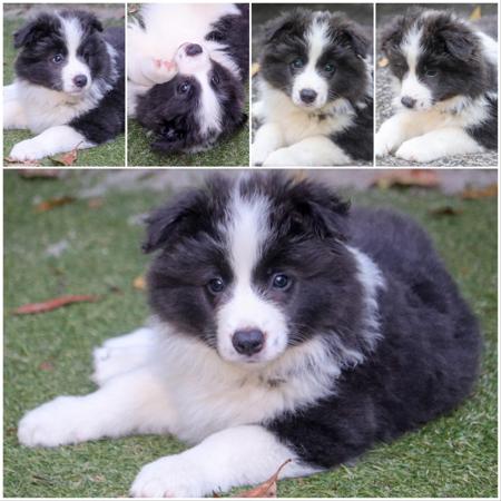 Border Collie Puppies for Sale