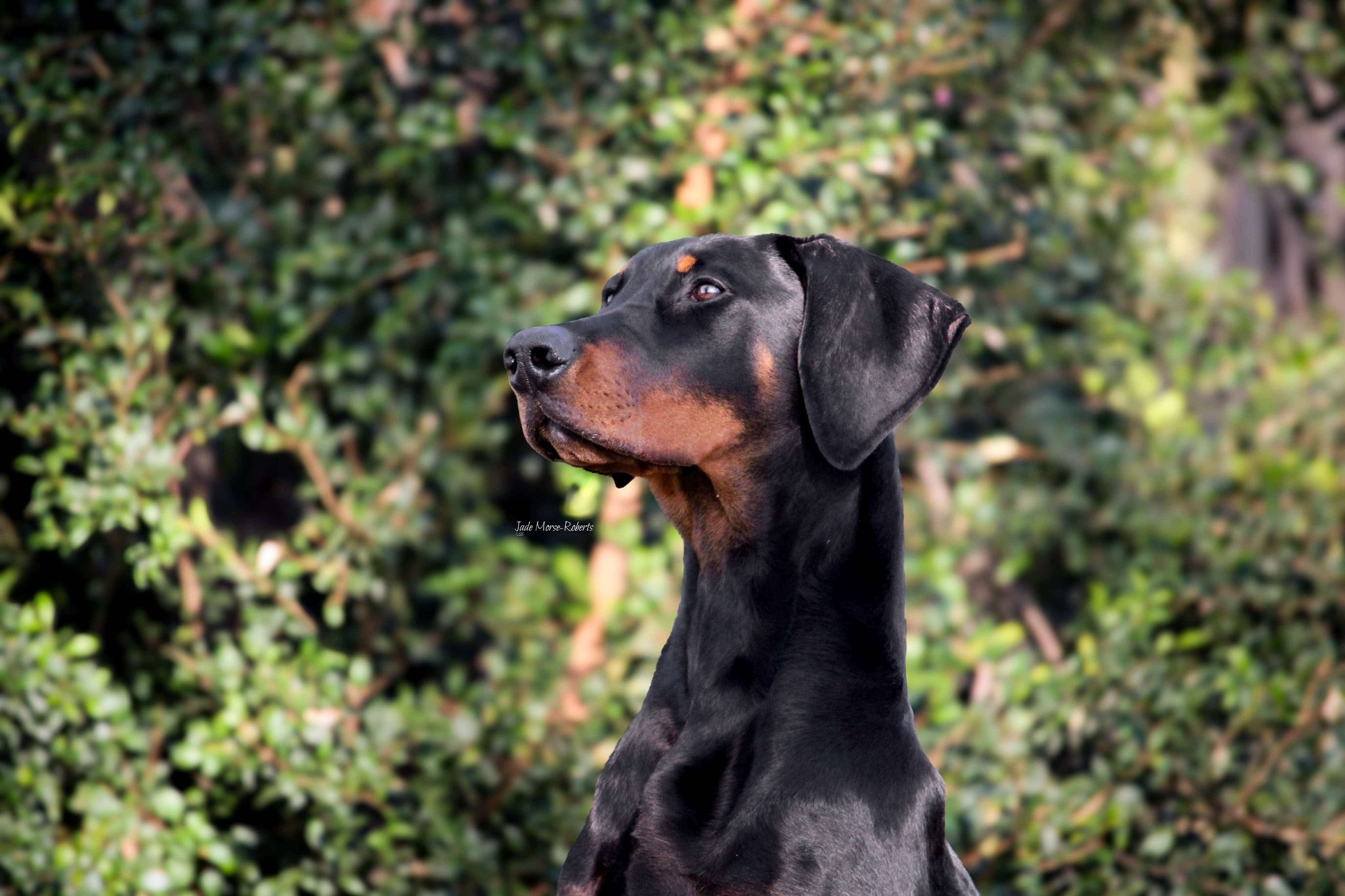 Bravadobe We Are Venom (AI) Dobermann - Owned by Erin Henville