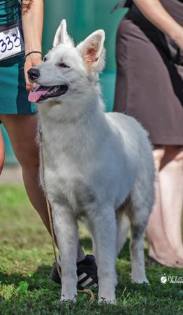 White Swiss Shepherd Puppies for Sale