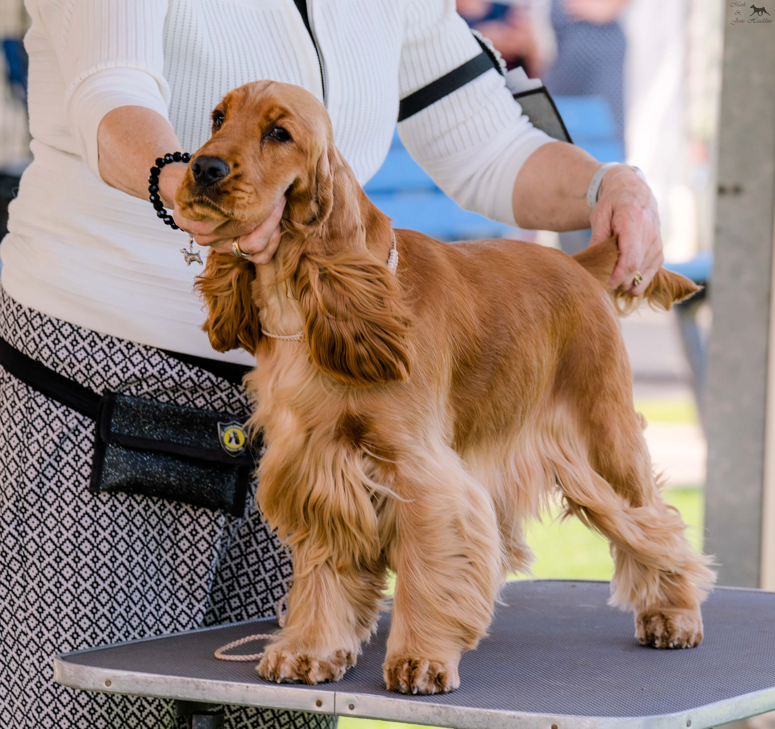 Australian Champion Glenbrook Glitz N Glamour Cocker Spaniel - Owned by ...