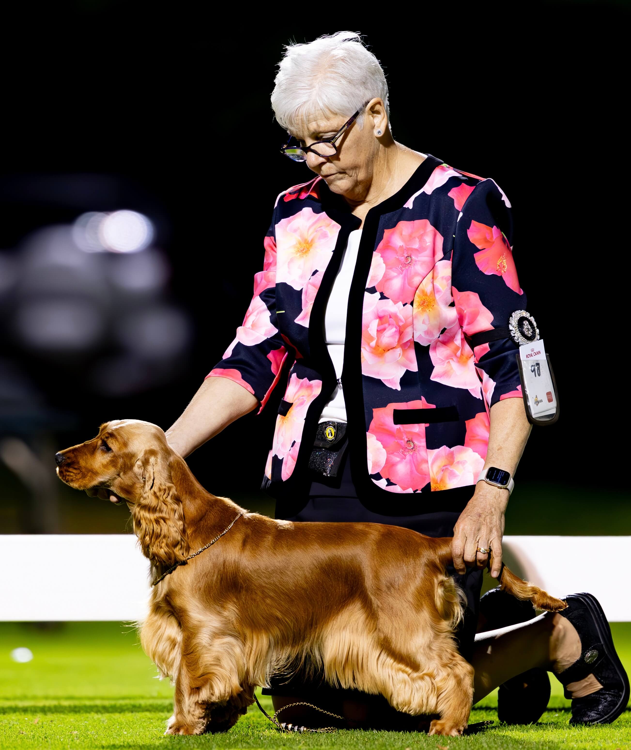 Australian Champion Glenbrook Glitz N Glamour Cocker Spaniel - Owned by ...