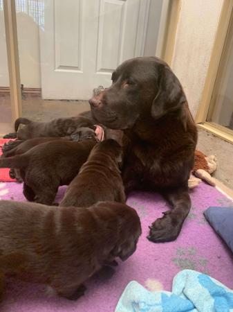 Labrador Retriever Breeders, WA