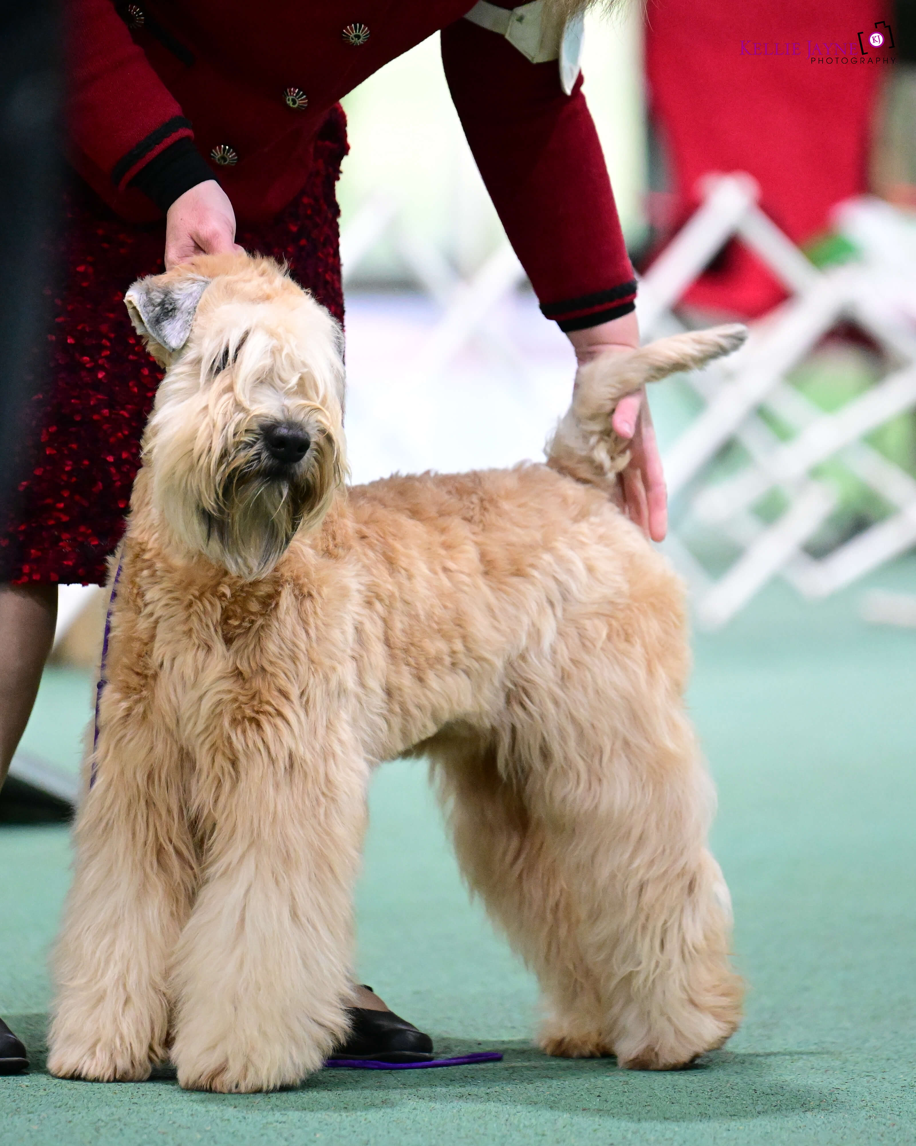 Shaneca Practically Perfect Soft Coated Wheaten Terrier - Owned by ...