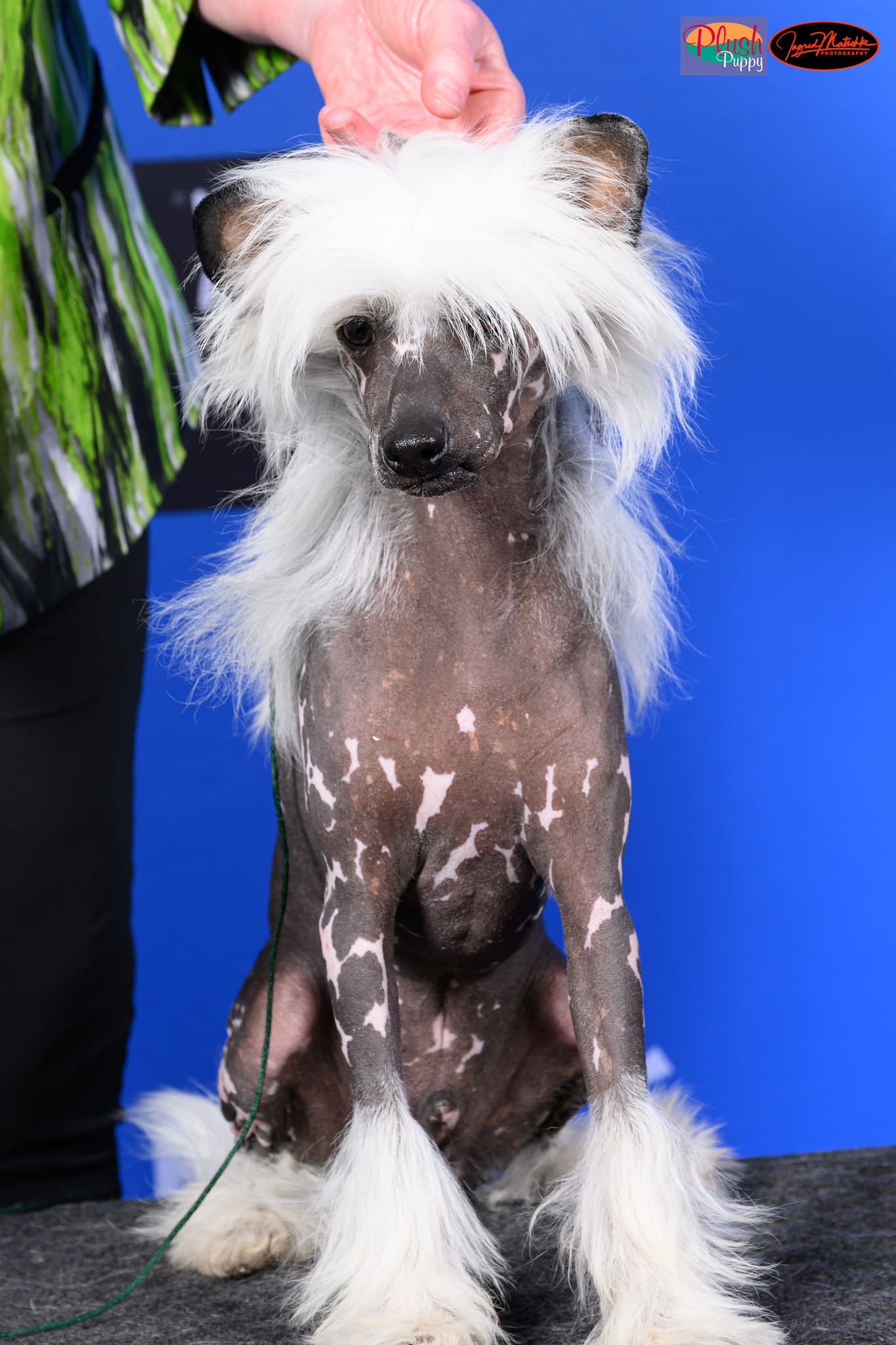 Xioma Storms Of Flame (AI) Chinese Crested Dog - Owned by Sally Johnson