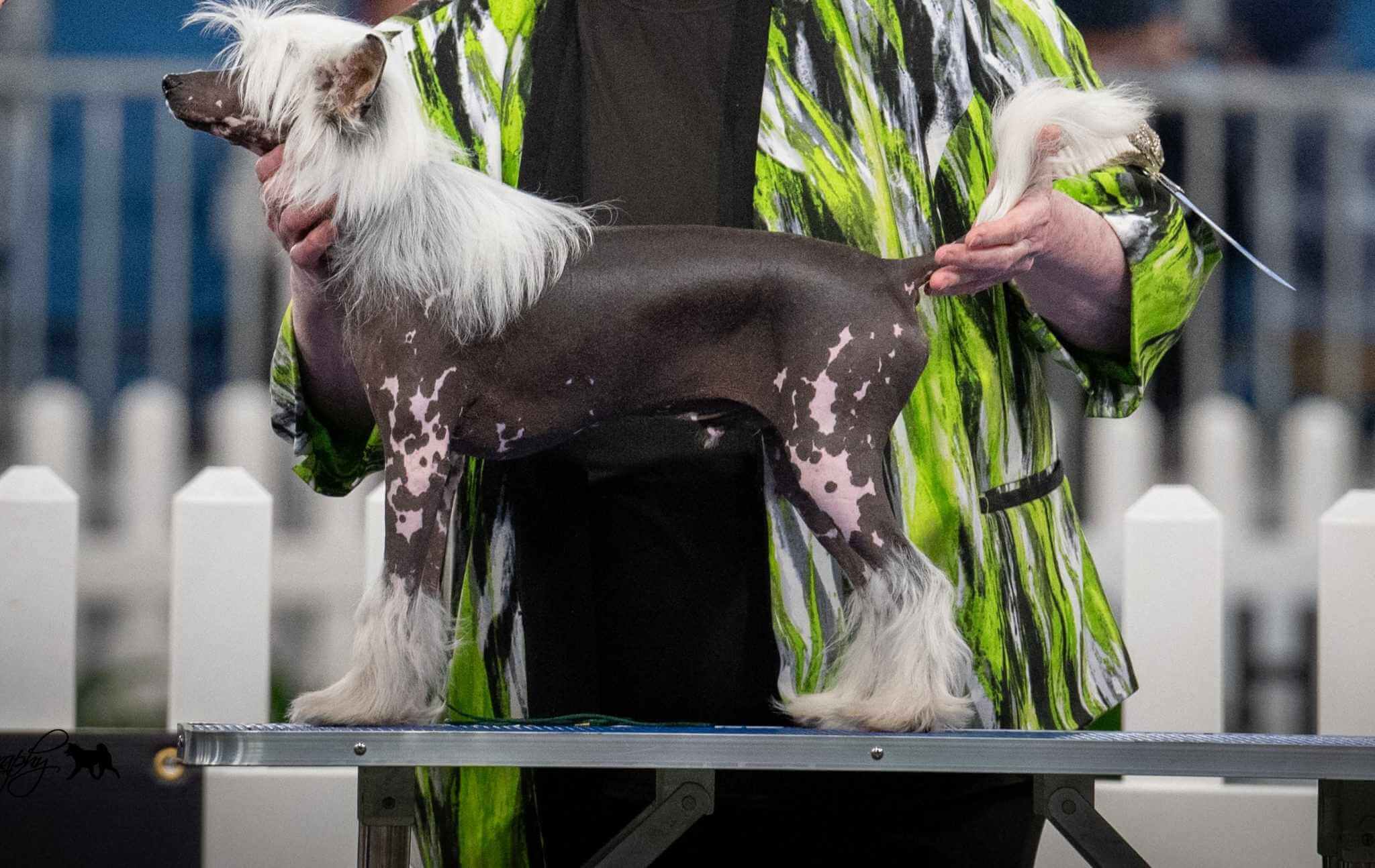 Xioma Storms Of Flame (AI) Chinese Crested Dog - Owned by Sally Johnson