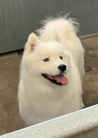 Samoyed Old Dogs for Sale