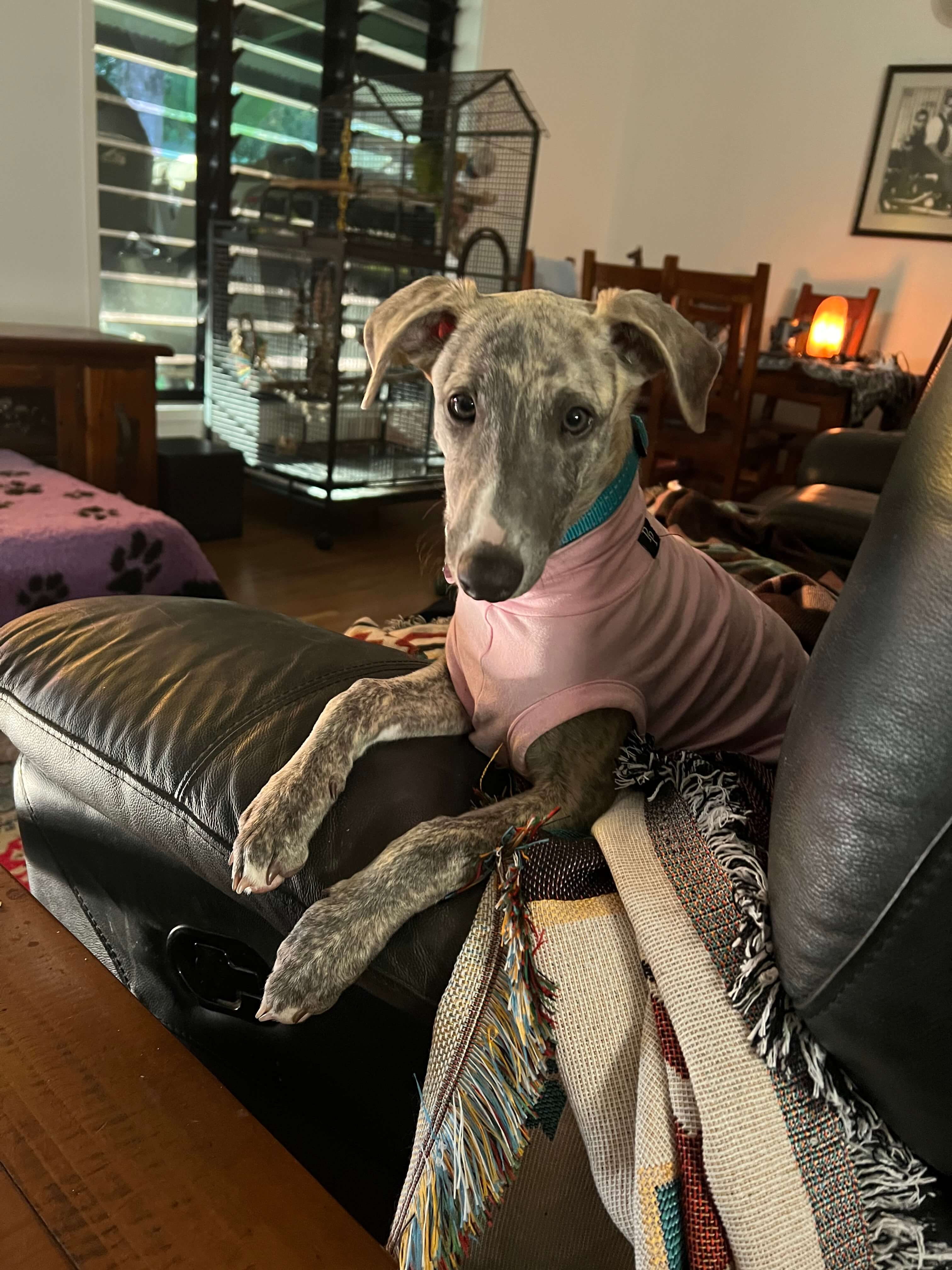 Piaffe Mister Valentino (AI) Whippet - Owned by Sandy Irlam Ulla ...