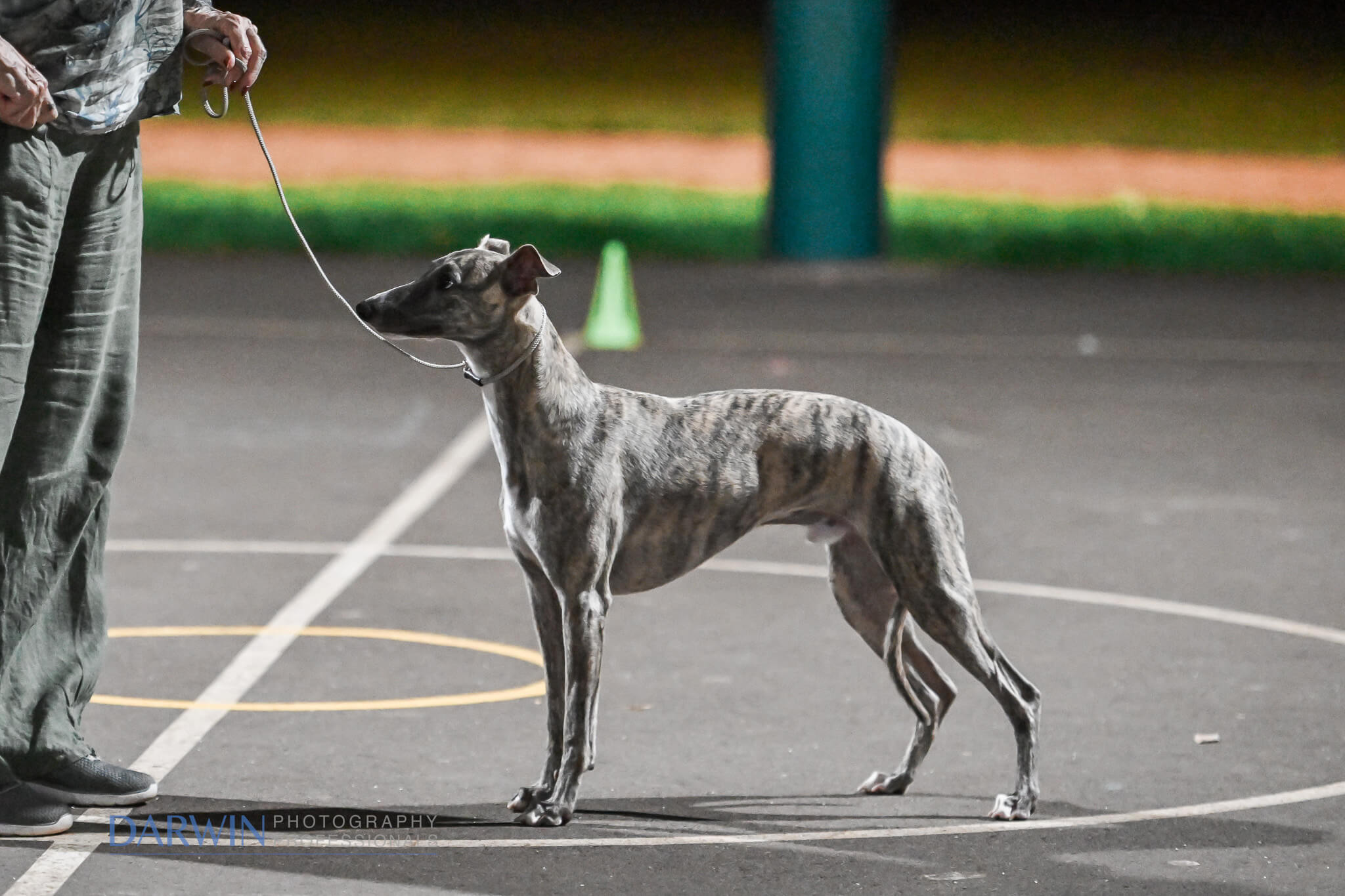 Piaffe Mister Valentino (AI) Whippet - Owned by Sandy Irlam Ulla ...
