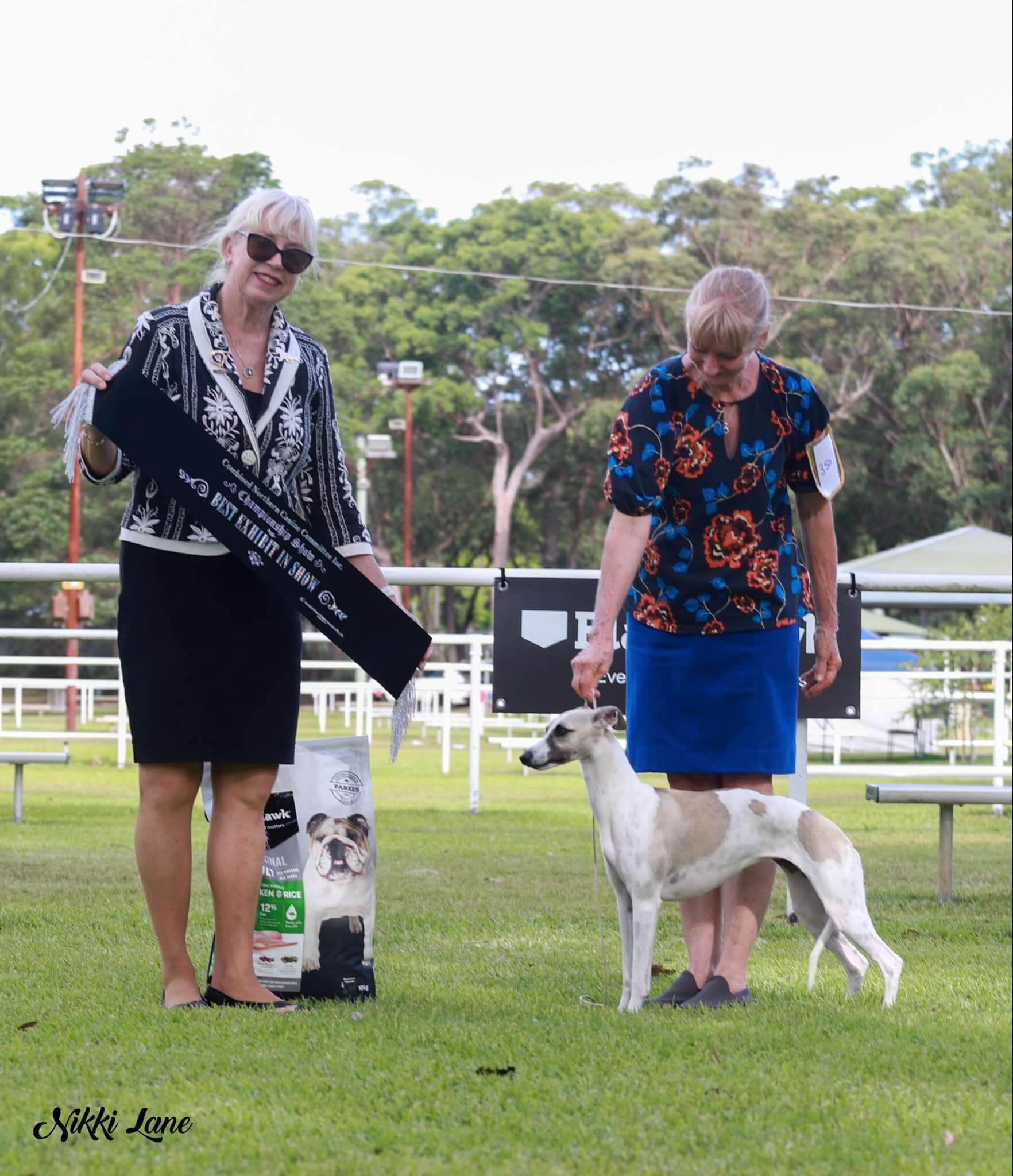 Aust Ch Goodwill Sprinkled In Soul Whippet - Owned by Steve & Debbie Albert