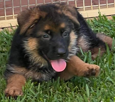 German Shepherd Breeders, WA