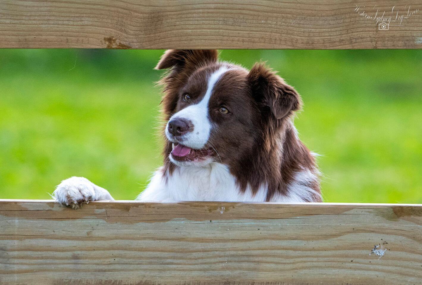 Kerodan The Easy Choice Border Collie - Owned by Kelly Gill