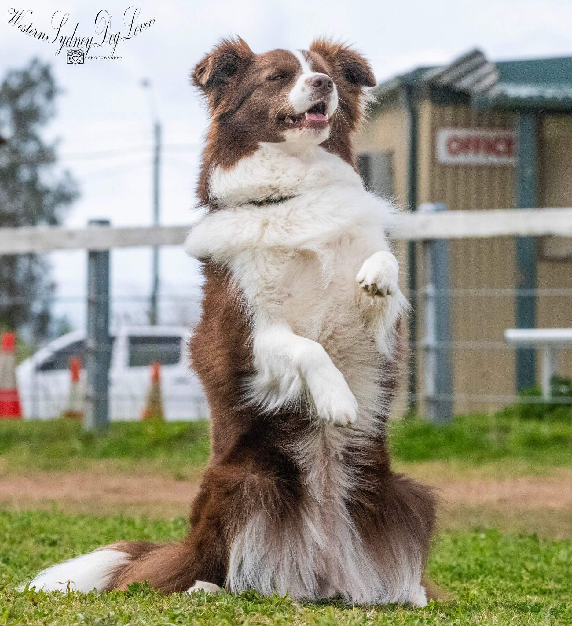 Kerodan The Easy Choice Border Collie - Owned by Kelly Gill