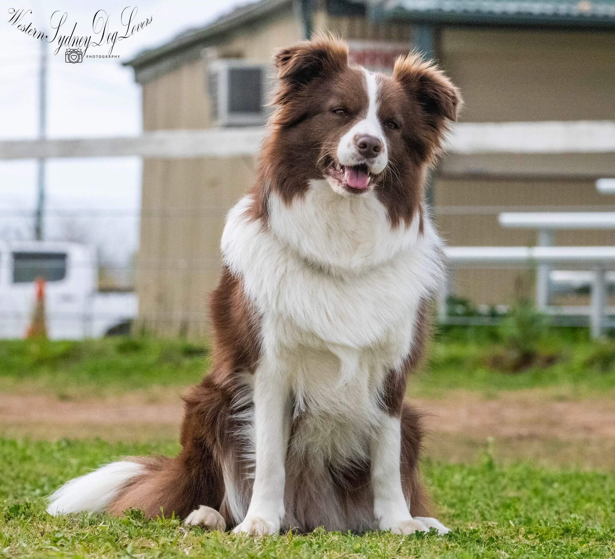 Kerodan The Easy Choice Border Collie - Owned by Kelly Gill