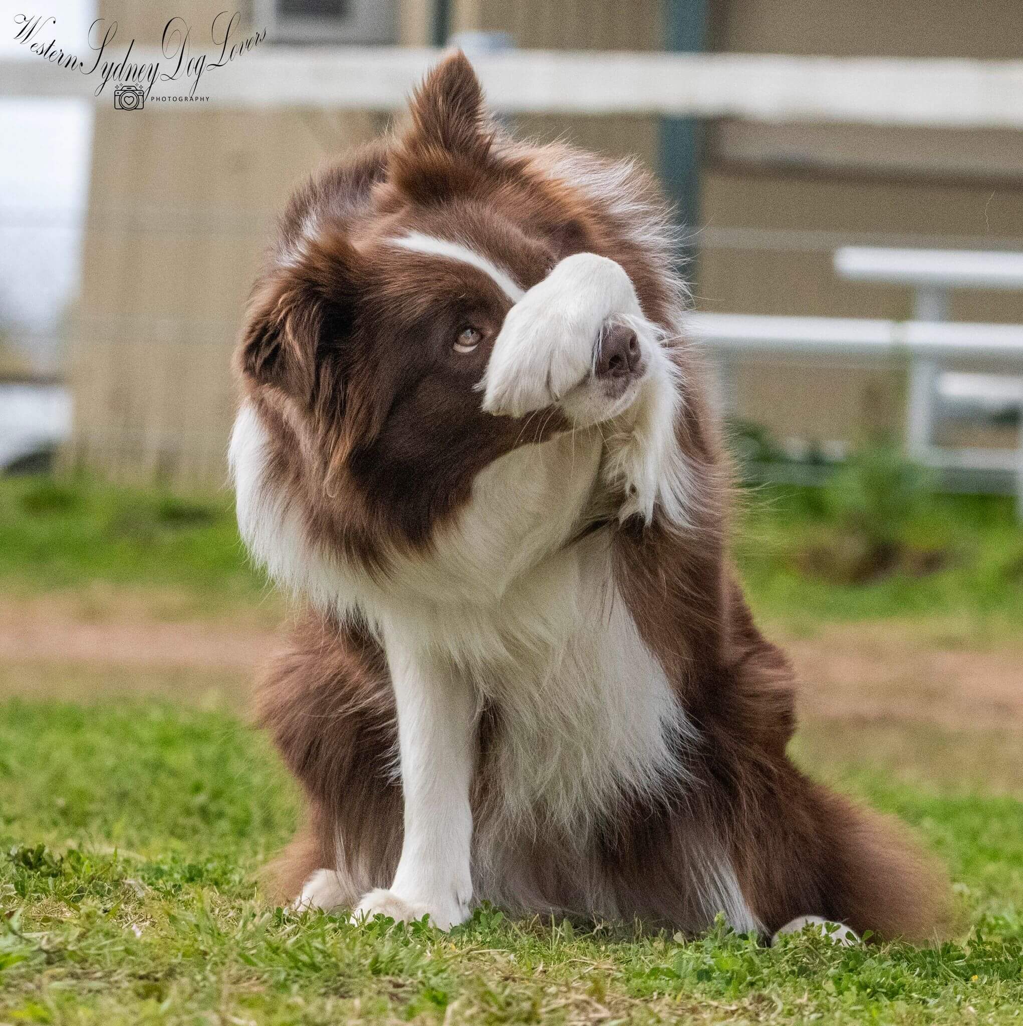 Kerodan The Easy Choice Border Collie - Owned by Kelly Gill
