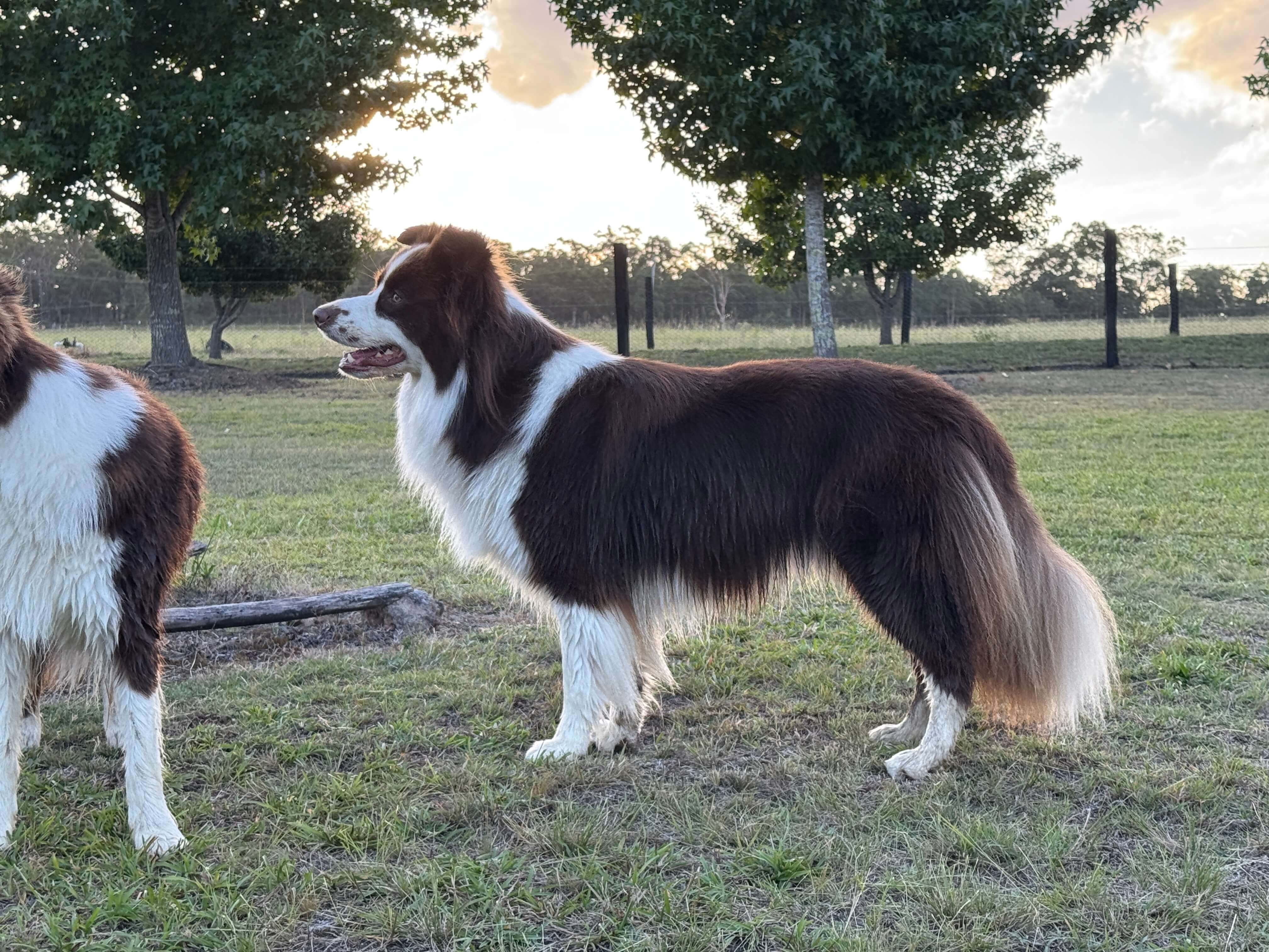 Kerodan Working Class Man Border Collie - Owned by Kelly Gill